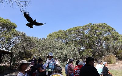 Raptor Domain Birds of Prey Presentation Raptor Domain Kangaroo Island